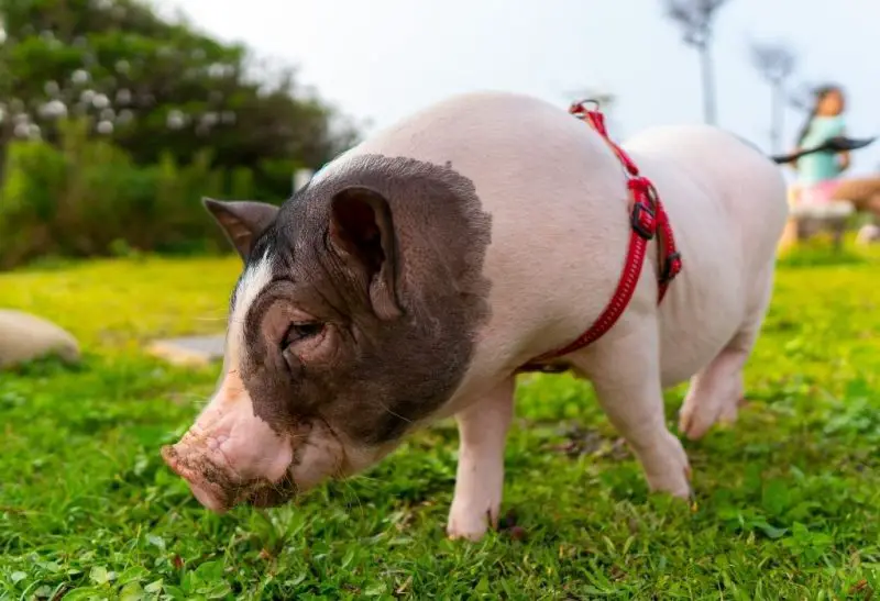 Do Pigs Eat Their Own Poop Information And Facts Farm And Chill Do Pigs Eat Their Own Poop Information And Facts Farm And Chill