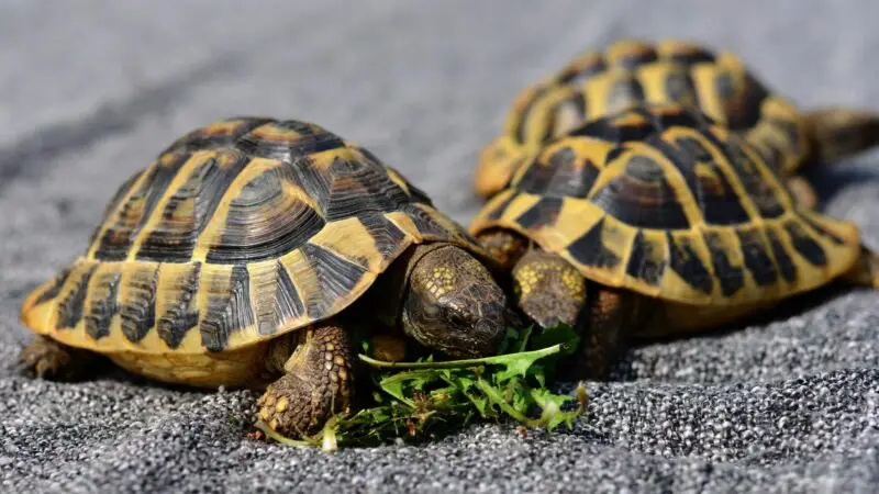 Are Chickens Mammals Or Reptiles All You Need To Know Farm And Chill