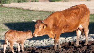 Can You Ride a Cow? | Do They Like It? - Farm and Chill