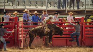 Can You Ride a Cow? | Do They Like It? - Farm and Chill