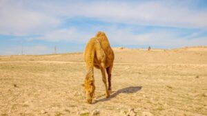 How Much Does a Camel Cost? | Are They Expensive? - Farm and Chill