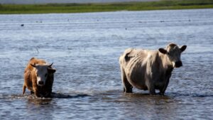 Can Cows Swim? | Do They Like It! - Farm and Chill
