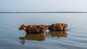 Can Cows Swim? | Do They Like It! - Farm and Chill