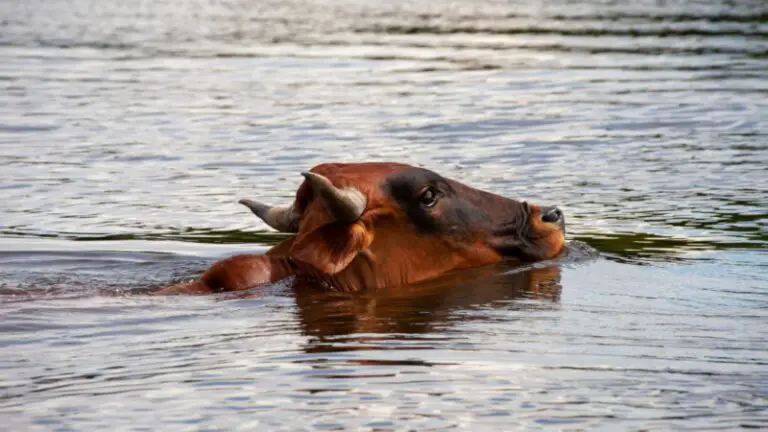 Can Cows Swim? | Do They Like It! - Farm and Chill