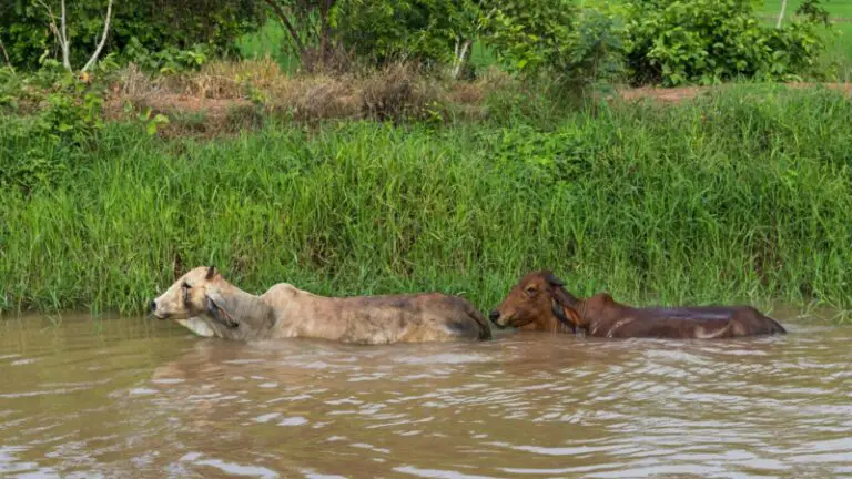 Can Cows Swim? | Do They Like It! - Farm and Chill