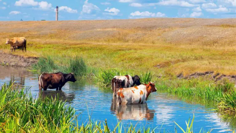 Can Cows Swim? | Do They Like It! - Farm and Chill
