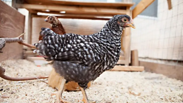 How Much Does a Whole Chicken Weigh? | Information and Facts - Farm and ...