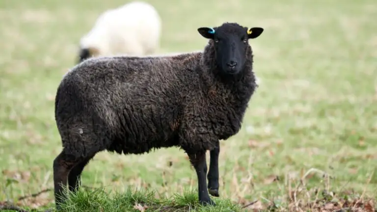 10 Breeds of Sheep With Black Faces | How Many Do You Know? - Farm and ...