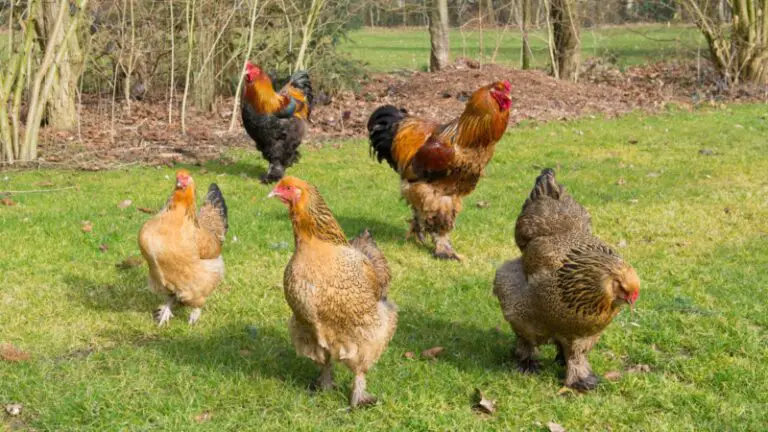 How Much Does a Whole Chicken Weigh? | Information and Facts - Farm and ...