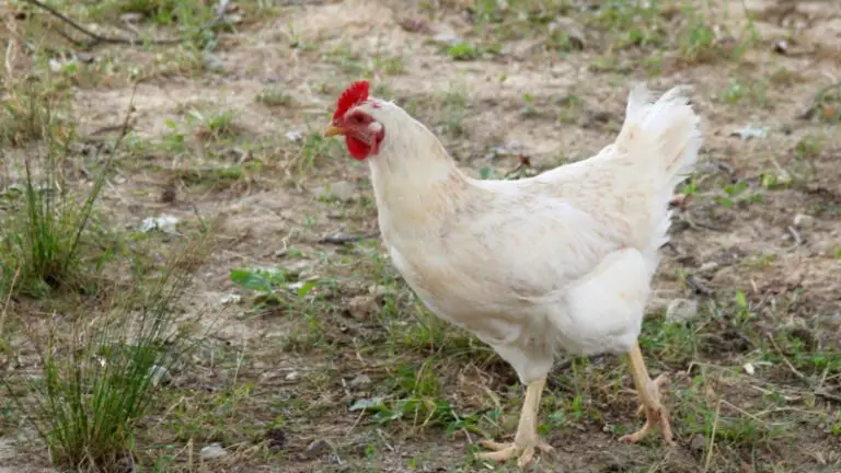 8 Stunning White Chicken Breeds | All You Need to Know! - Farm and Chill