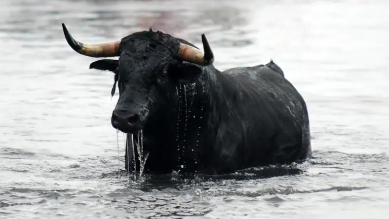 Can Bulls and Cows Swim? | Can They Float in Water? - Farm and Chill