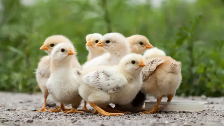 Safeguard for Chickens | Facts, Uses, and Dosage - Farm and Chill