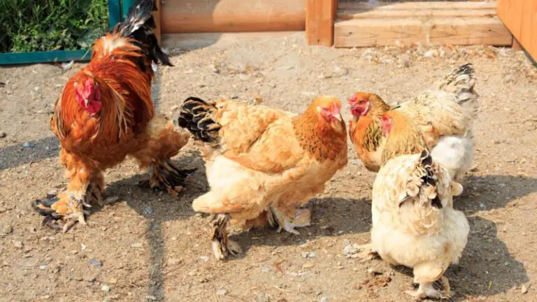 How Much Does a Whole Chicken Weigh? | Information and Facts - Farm and ...