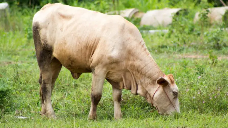 Are Cows Omnivores? | Facts About Cows - Farm and Chill