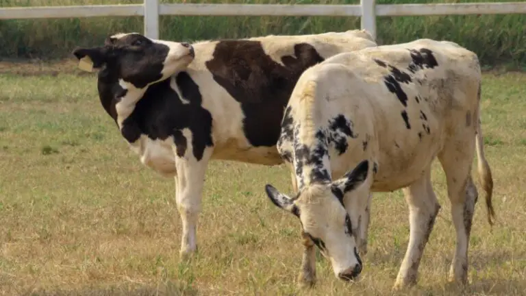 19 Black and White Cow Breeds | Check for Photos! - Farm and Chill