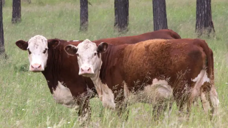 How Much Does a Cow Weigh? | Information and Facts - Farm and Chill