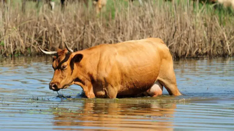 Can Bulls and Cows Swim? | Can They Float in Water? - Farm and Chill