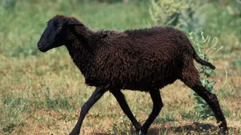 10 Breeds of Sheep With Black Faces | How Many Do You Know? - Farm and ...