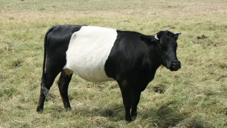 19 Black and White Cow Breeds | Check for Photos! - Farm and Chill
