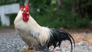 How Much Does a Whole Chicken Weigh? | Information and Facts - Farm and ...