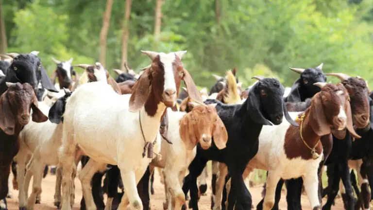 9 Black and White Goat Breeds | All You Need to Know! - Farm and Chill