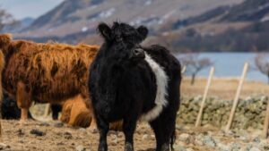 How Much Does a Cow Weigh? | Information and Facts - Farm and Chill