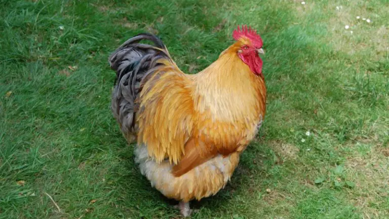 How Much Does a Whole Chicken Weigh? | Information and Facts - Farm and ...