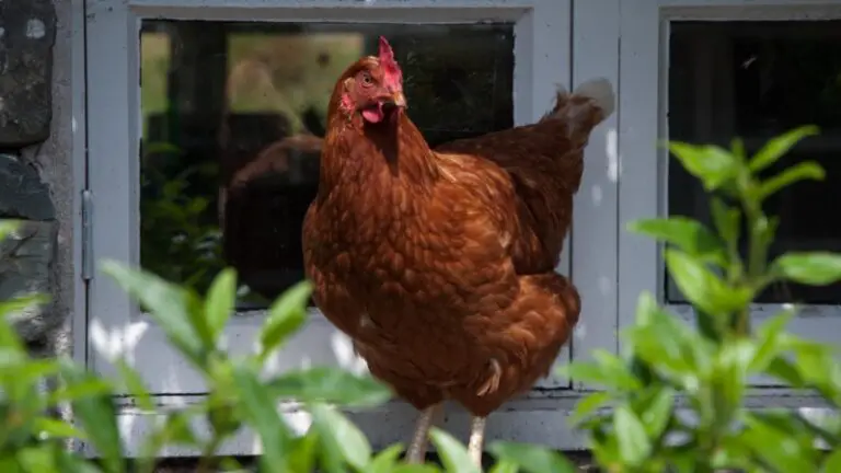 How Much Does a Whole Chicken Weigh? | Information and Facts - Farm and ...