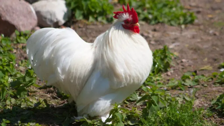 8 Stunning White Chicken Breeds | All You Need to Know! - Farm and Chill