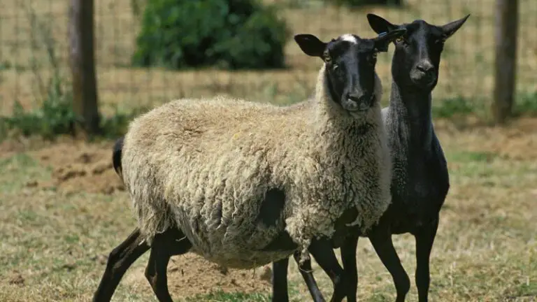 10 Breeds of Sheep With Black Faces | How Many Do You Know? - Farm and ...