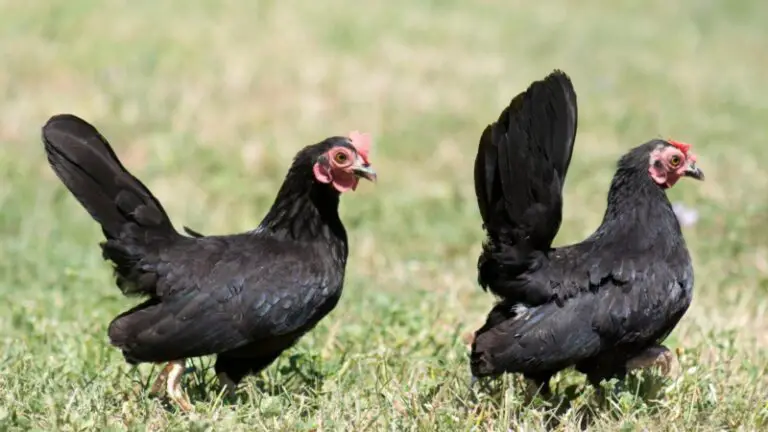 How Much Does a Whole Chicken Weigh? | Information and Facts - Farm and ...