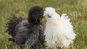 How Much Does a Whole Chicken Weigh? | Information and Facts - Farm and ...