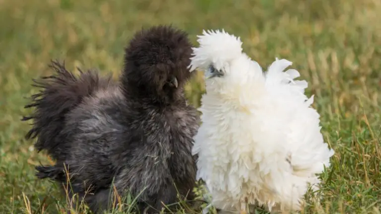 How Much Does a Whole Chicken Weigh? | Information and Facts - Farm and ...