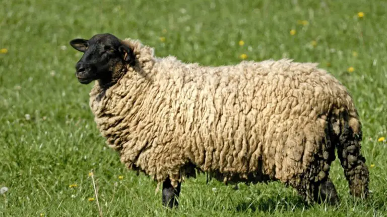 10 Breeds of Sheep With Black Faces | How Many Do You Know? - Farm and ...