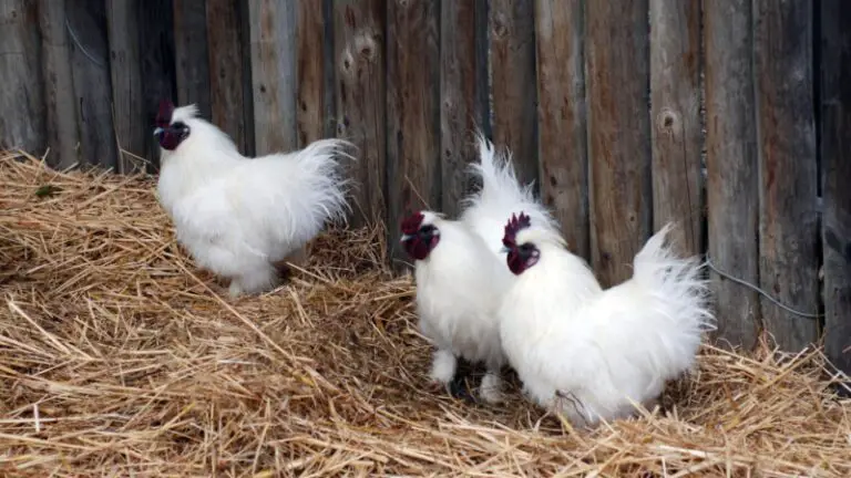 8 Stunning White Chicken Breeds | All You Need to Know! - Farm and Chill