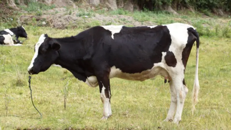Why Do Cows Have Nose Rings? - Farm and Chill