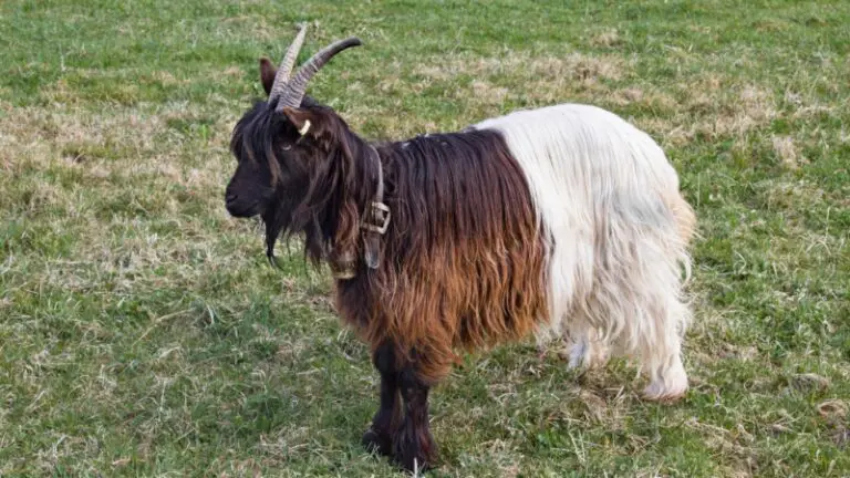 9 Black and White Goat Breeds | All You Need to Know! - Farm and Chill