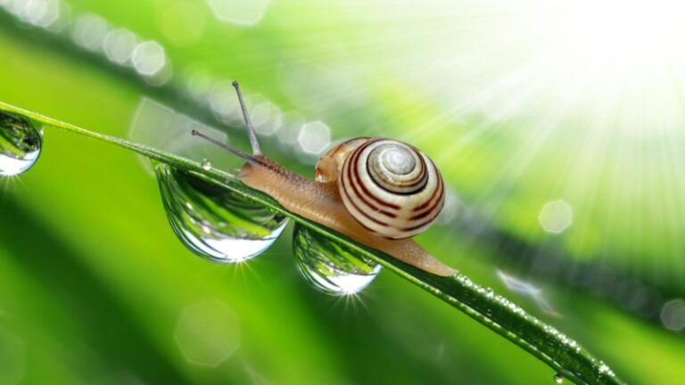 Do Snails Poop? | Where Does Snail Poop Come Out? - Farm and Chill