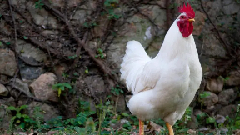 8 Stunning White Chicken Breeds | All You Need to Know! - Farm and Chill