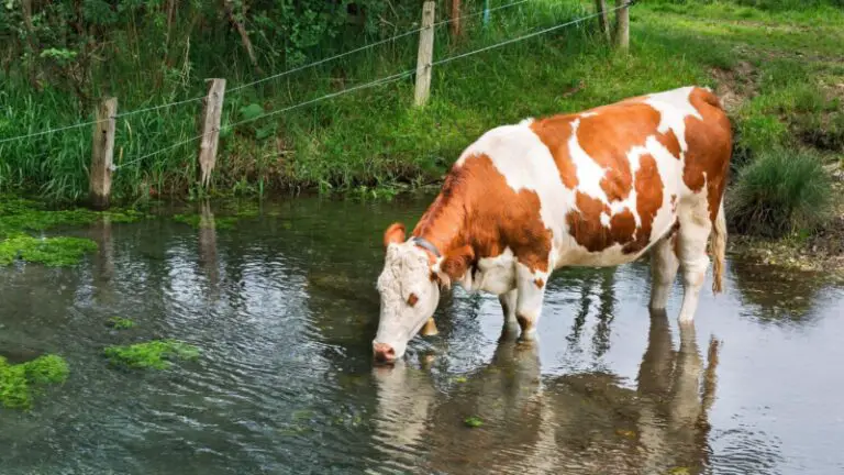 Can Bulls and Cows Swim? | Can They Float in Water? - Farm and Chill
