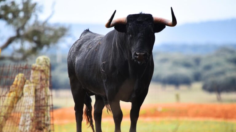 Do We Eat Bulls Just like Cows? | Important Facts - Farm and Chill
