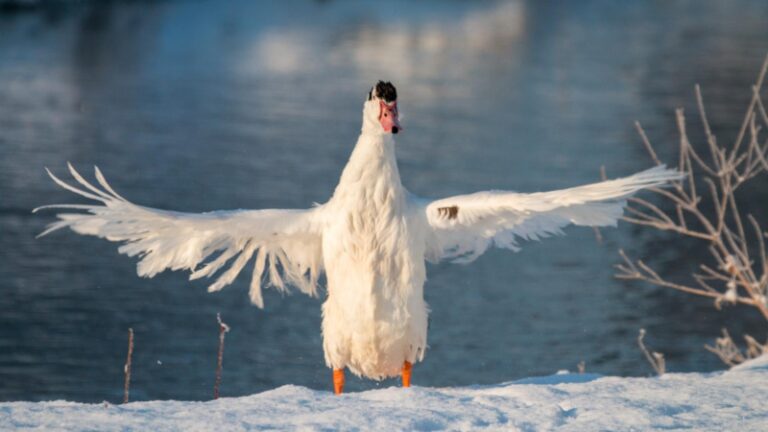 What Is a Magpie Duck? | Are They Good to Eat? - Farm and Chill