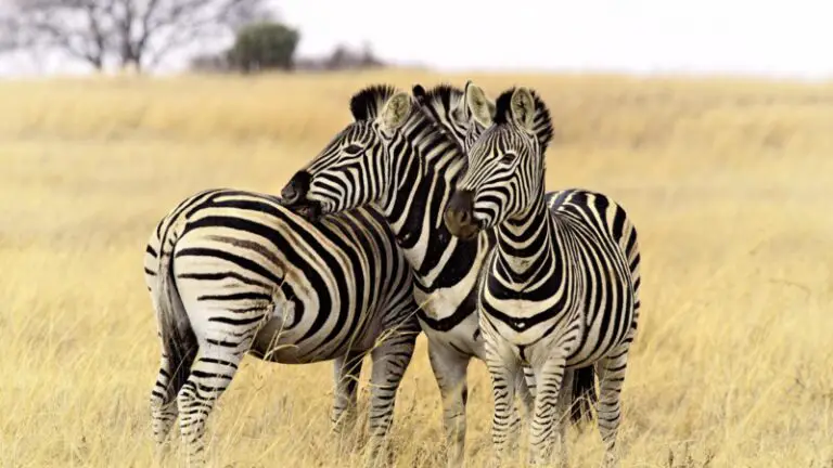 How Much Does a Pet Zebra Cost? | The Ultimate Guide - Farm and Chill