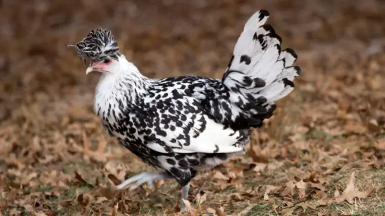 15 Breeds of Chicken with Crazy Hair | With Pictures! - Farm and Chill