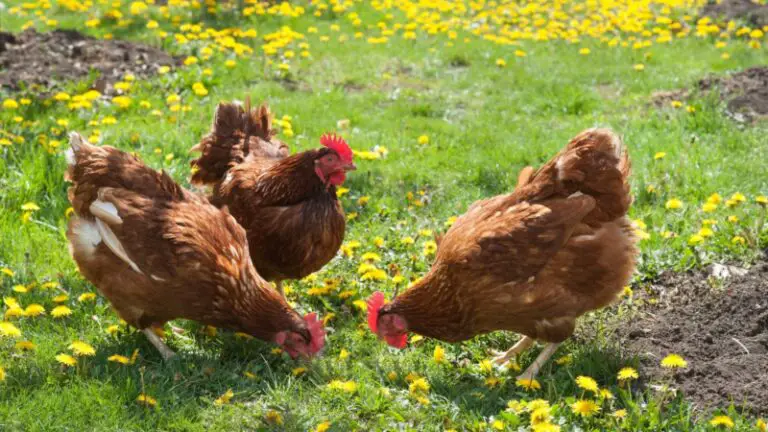 15 Breeds of Chicken with Crazy Hair | With Pictures! - Farm and Chill