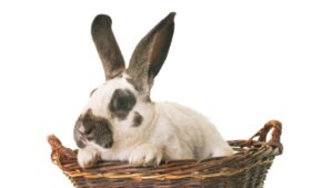 Checkered Giant Rabbit | Identification, Habitat, and Behavior - Farm ...