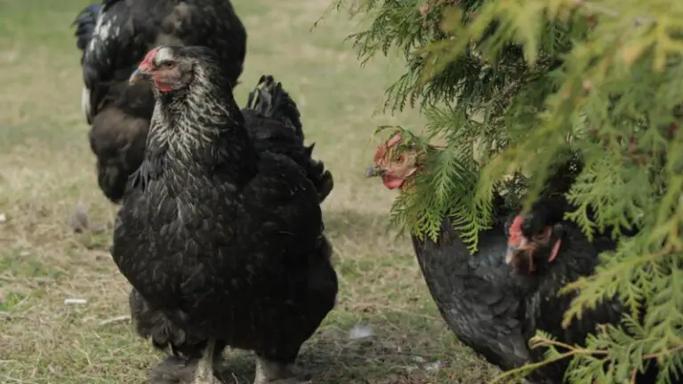 What Are Java Chickens? | Are They Good Layers? - Farm and Chill