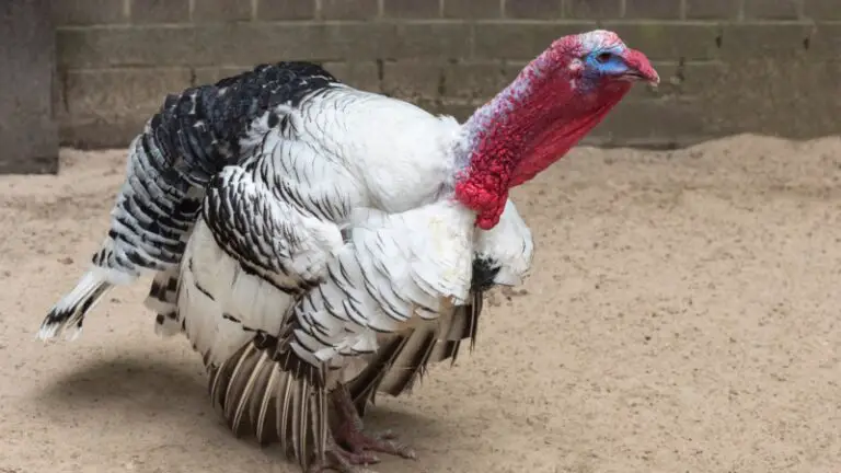 Royal Palm Turkey | Can Royal Palm Turkeys Fly? - Farm and Chill