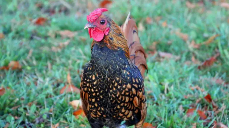 What Are Sebright Chickens? | Are They Friendly? - Farm and Chill