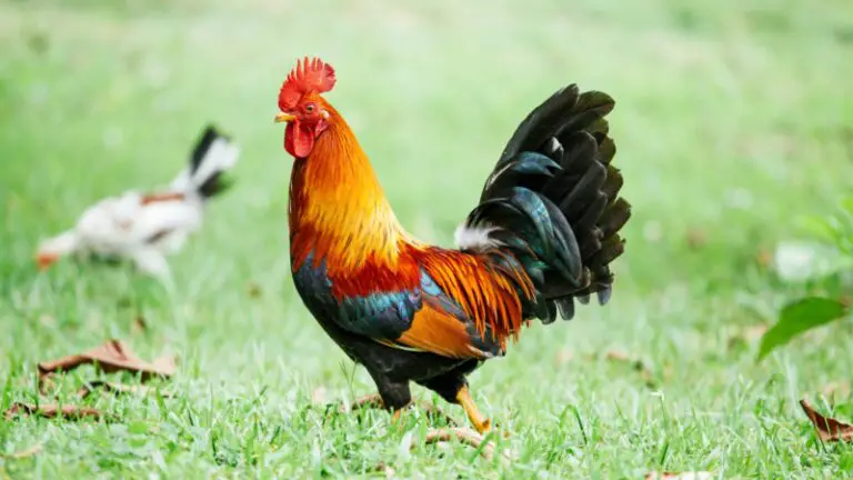 Do We Eat Male Chickens? | What Do Roosters’ Meat Taste Like? - Farm ...